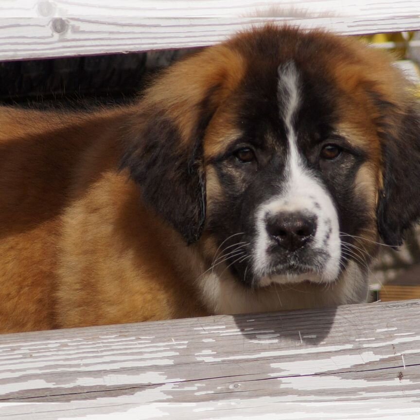 Московской Сторожевой щенки