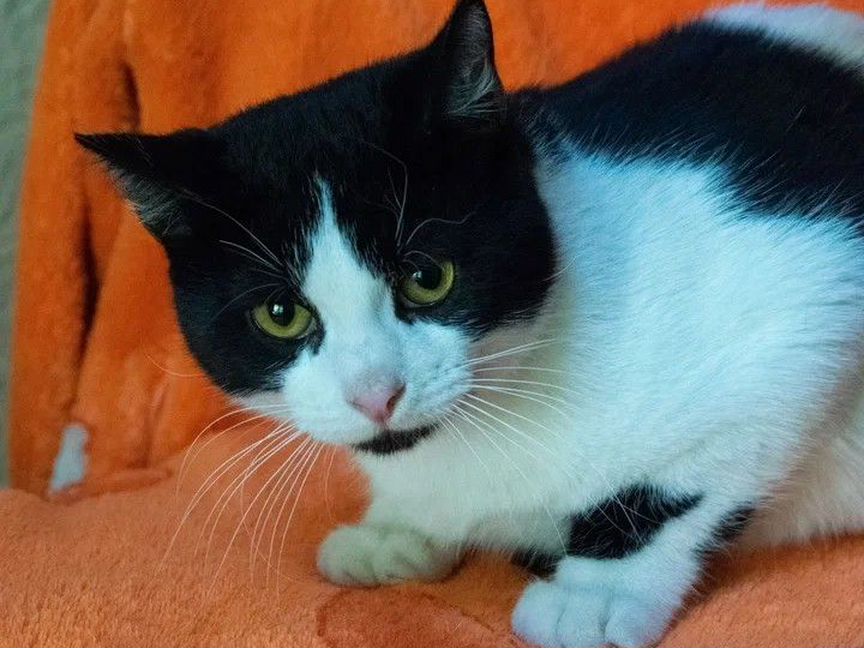 Котик Тимошка ищет дом