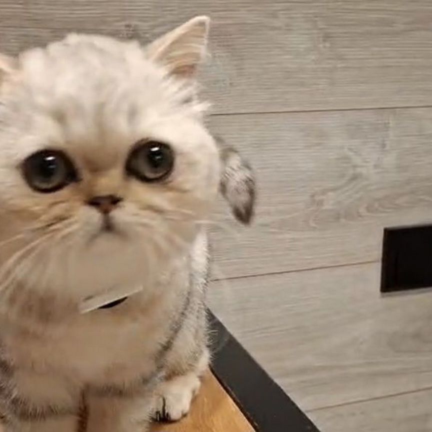 Британский короткошёрстный котёнок