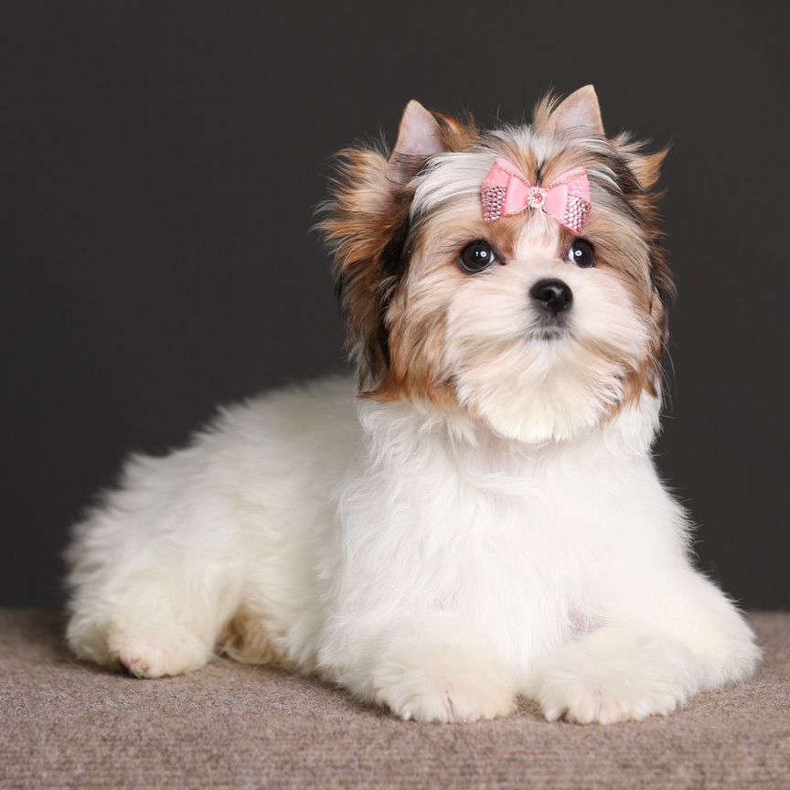 Бивер-йоркширский терьер, щенок