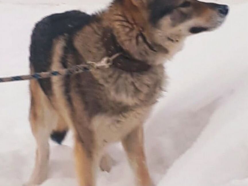 Чехословацкий влчак