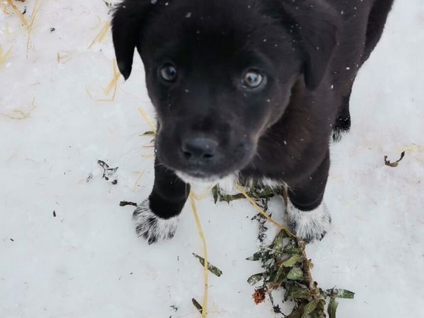 Щеночек 1,5 месяца. Девочка