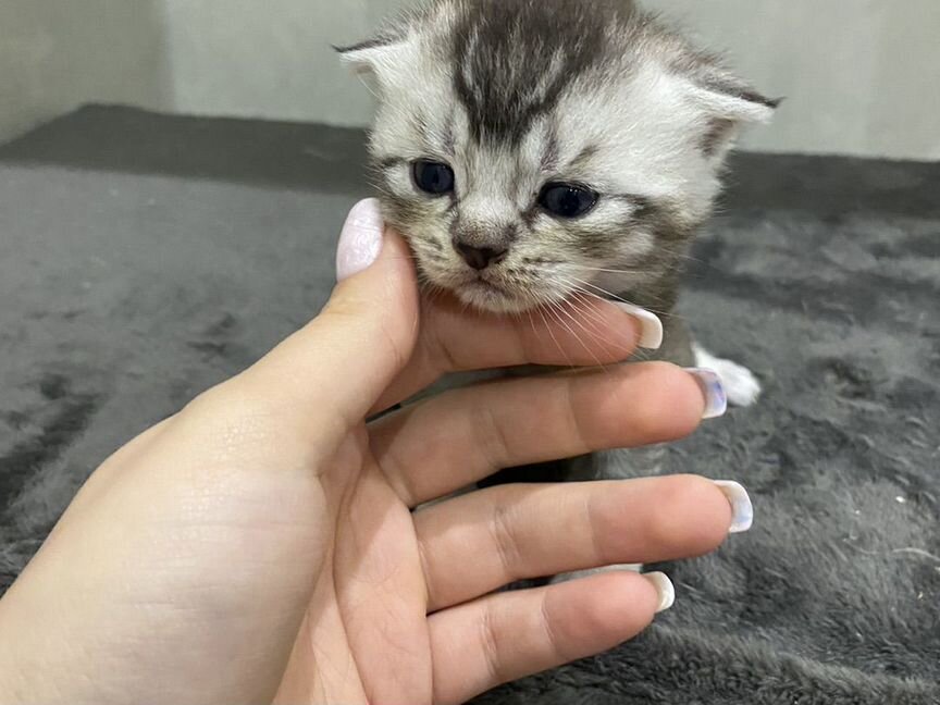 Шотландские вислоухие котята