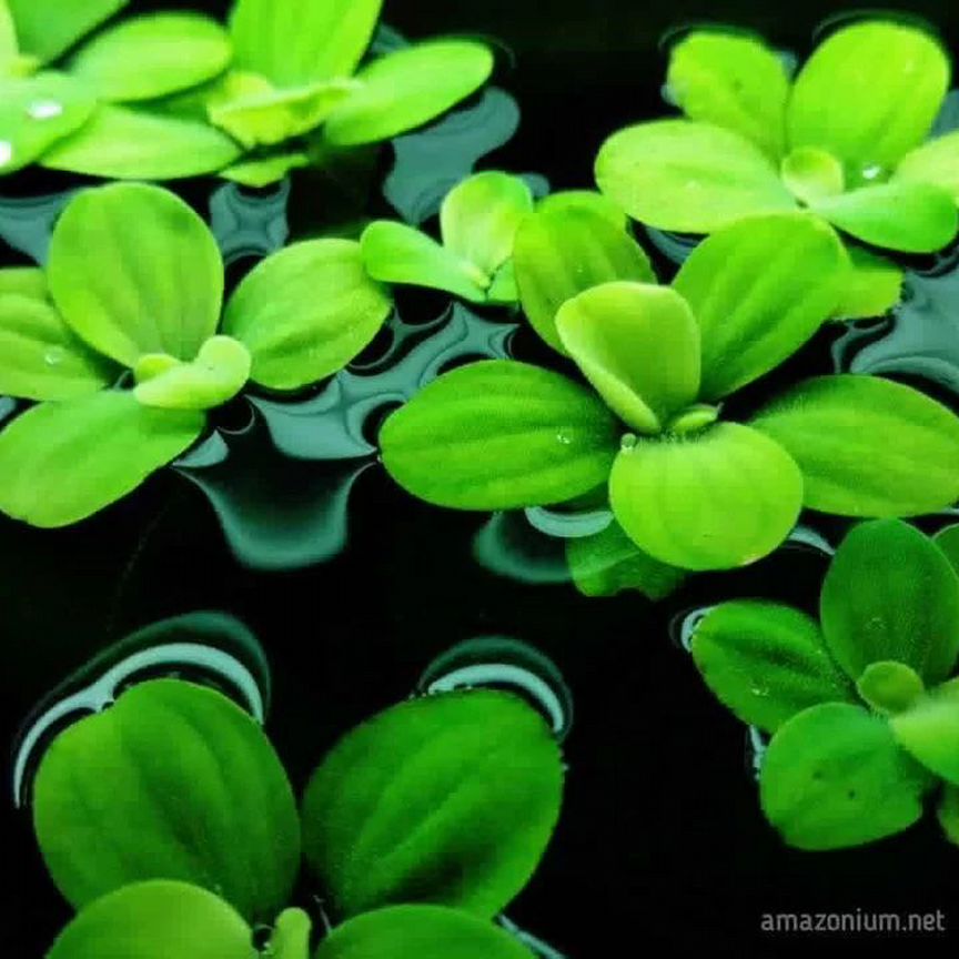 Растения пистия, Криптокорина Вендта