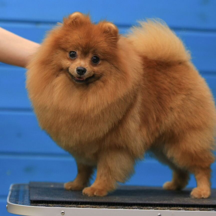 Немецкий шпиц мальчик