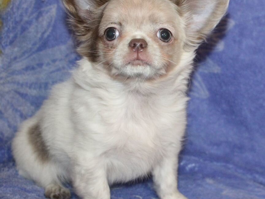 Бело-лиловый пушистик