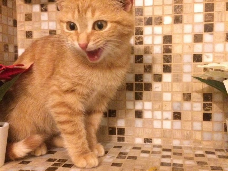 Котята в добрые руки бесплатно