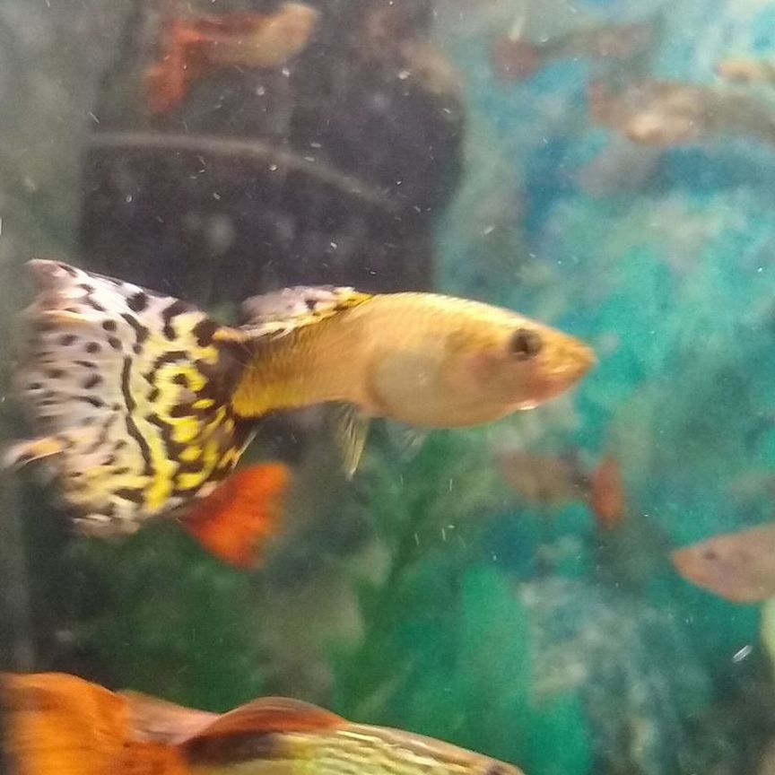 Рыбки гуппи в ассортименте самовывоз