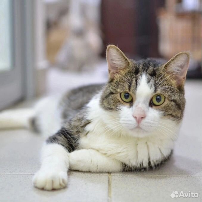 Спокойный котик Паша в добрые руки