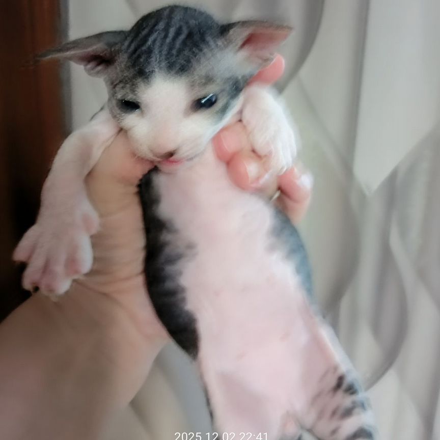 Донской сфинкс котёнок