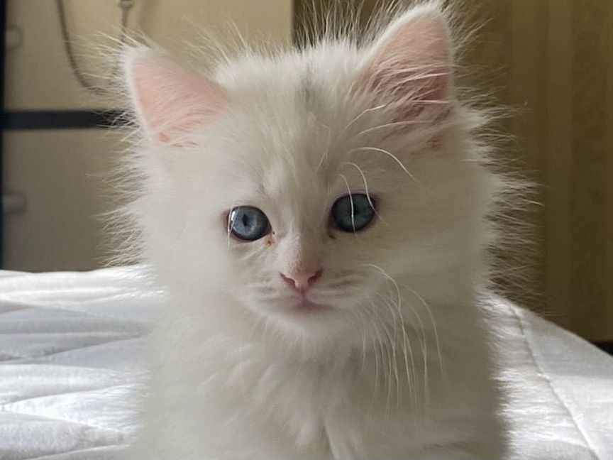 Котенок турецкая ангора