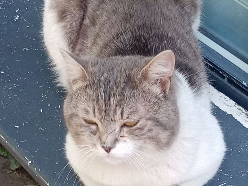 Котик
