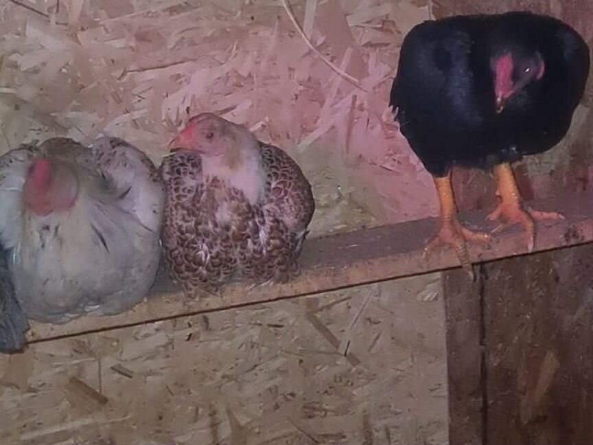 Семья Корнишь мясные