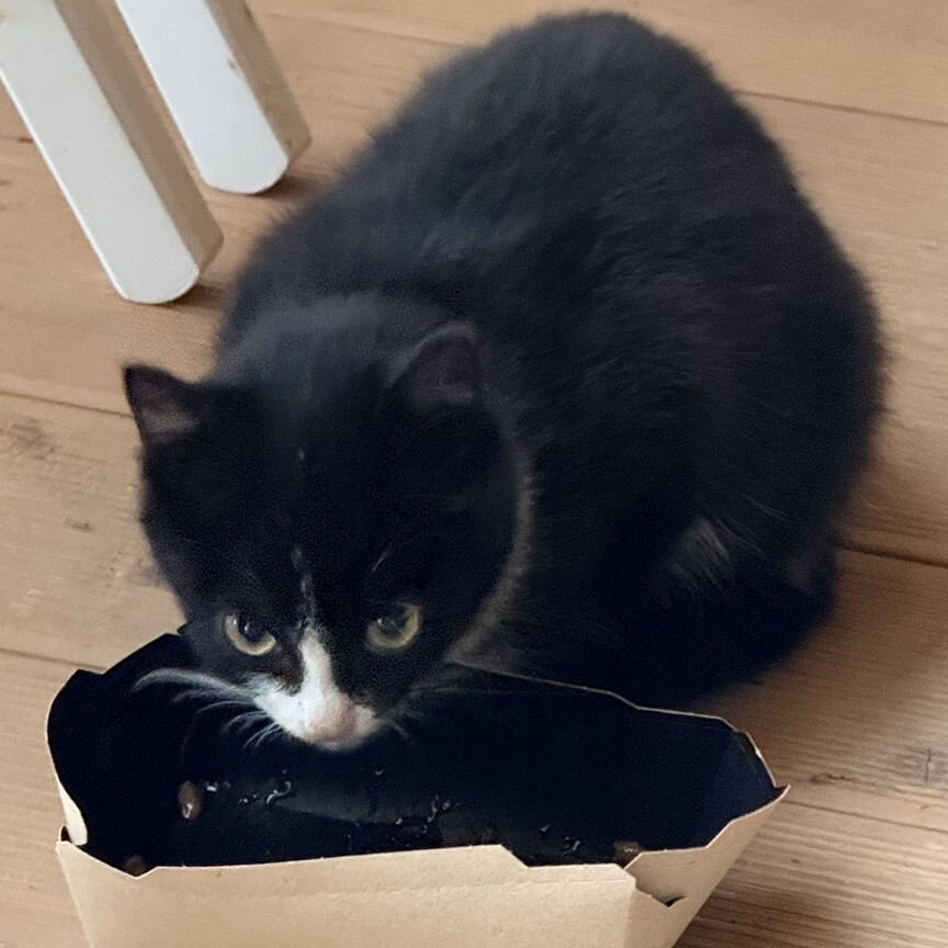 Котёнок в добрые руки