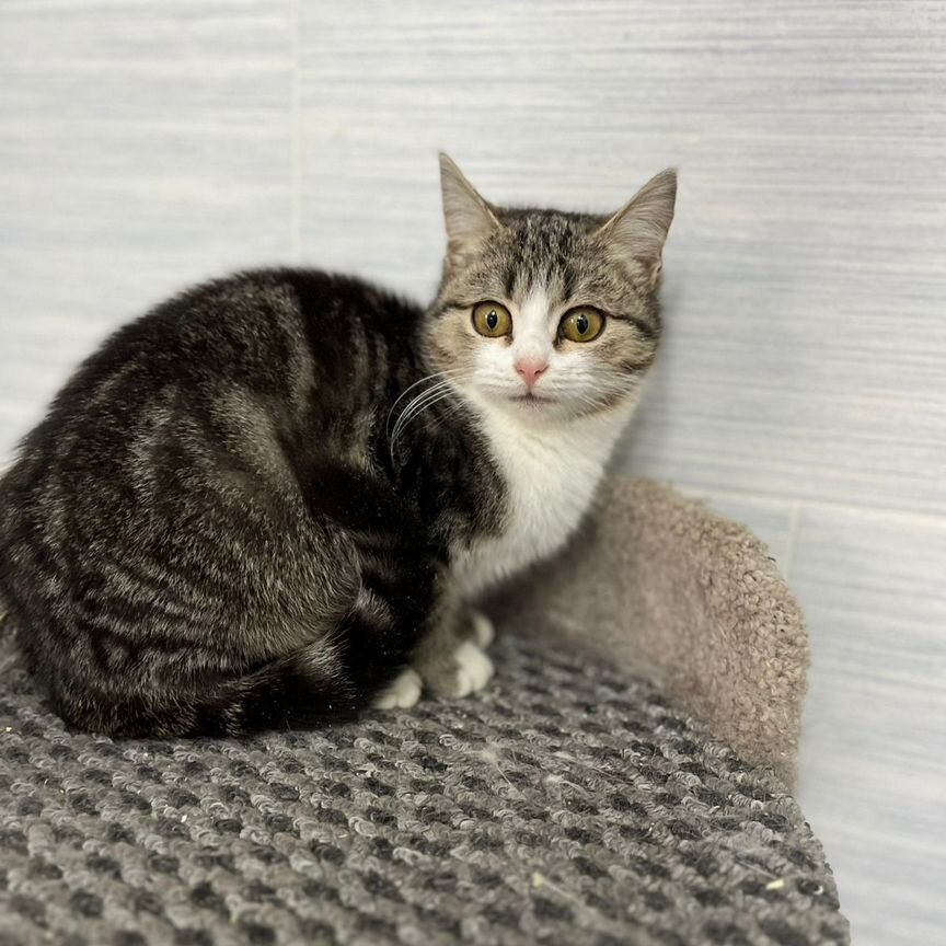 Котенок чудо красотка