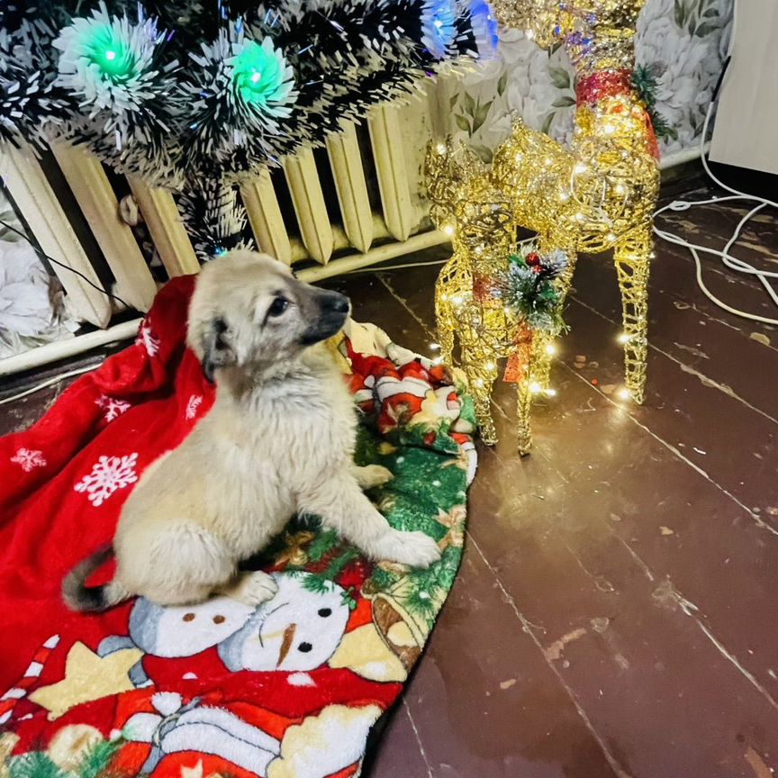 Отдам в добрые руки щенка