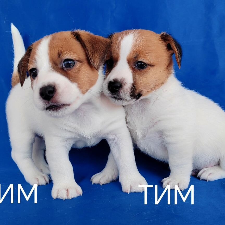 Щенки джек рассел терьер