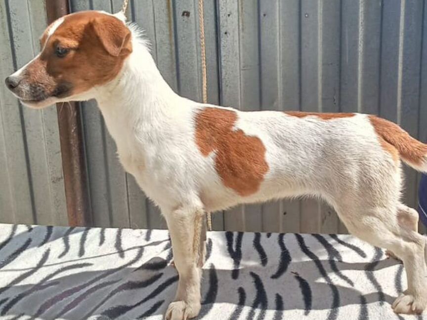 Джек рассел