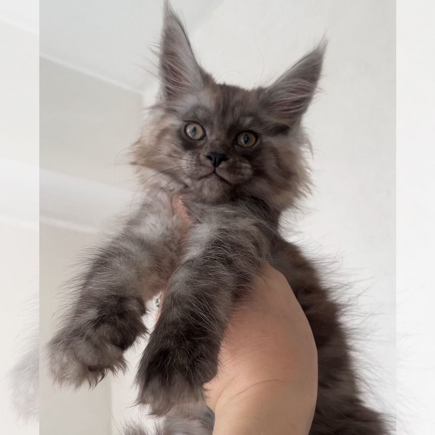 Мейн-кун котёнок