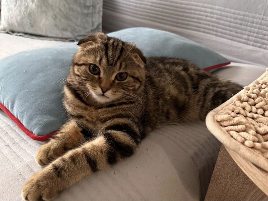 Шотландский вислоухий котик