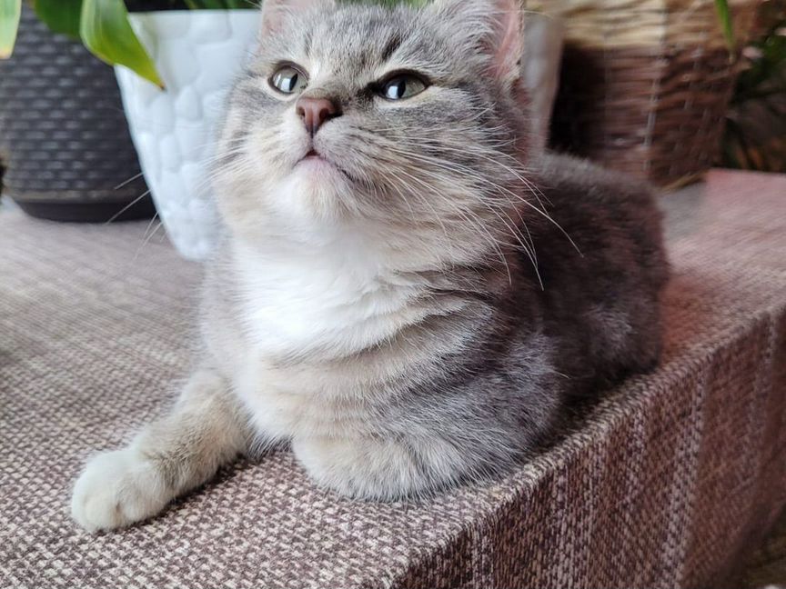 Котята в добрые руки бесплатно