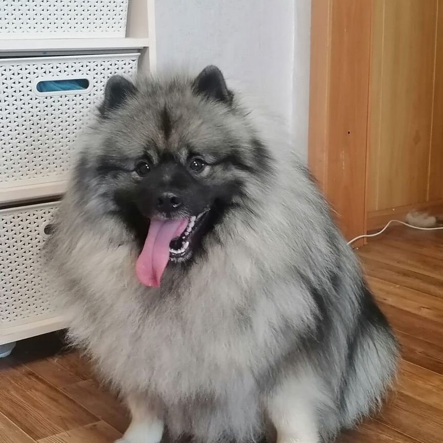 Немецкий шпиц вязка