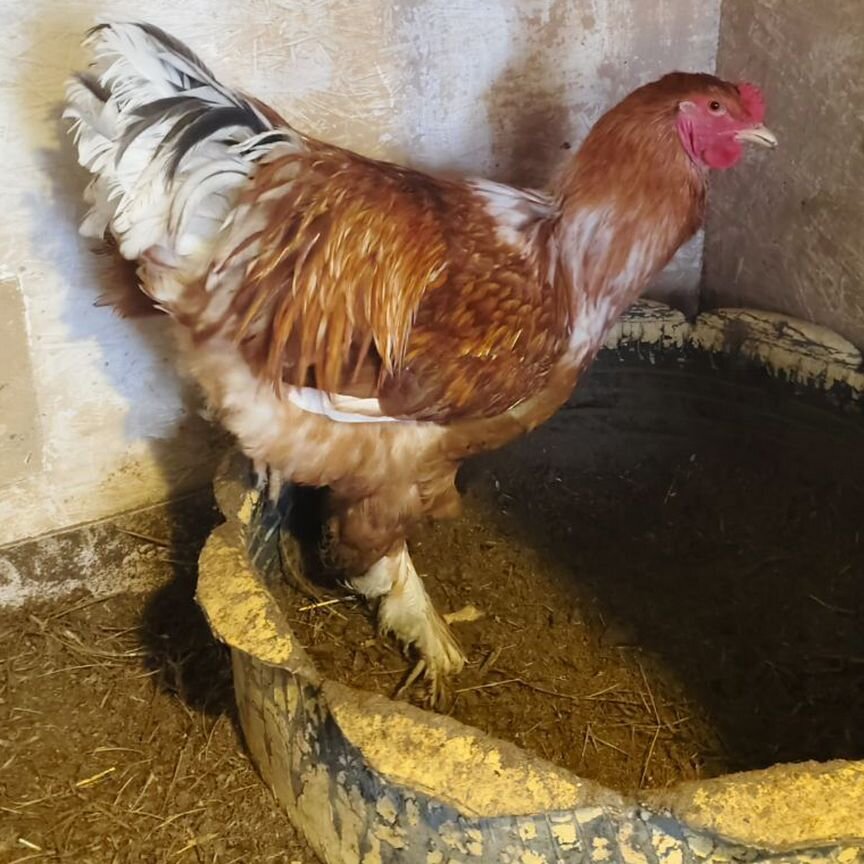 Петух Брама