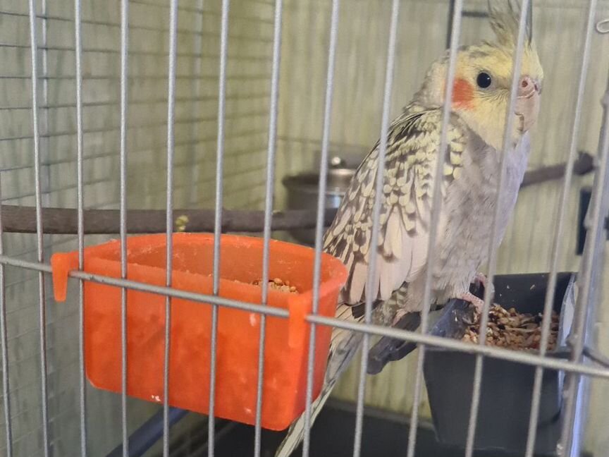 Попугай корелла самец