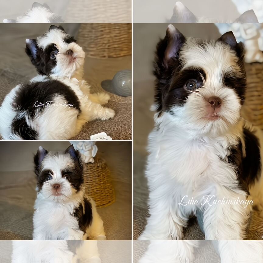 Йоркширский терьер, щенок