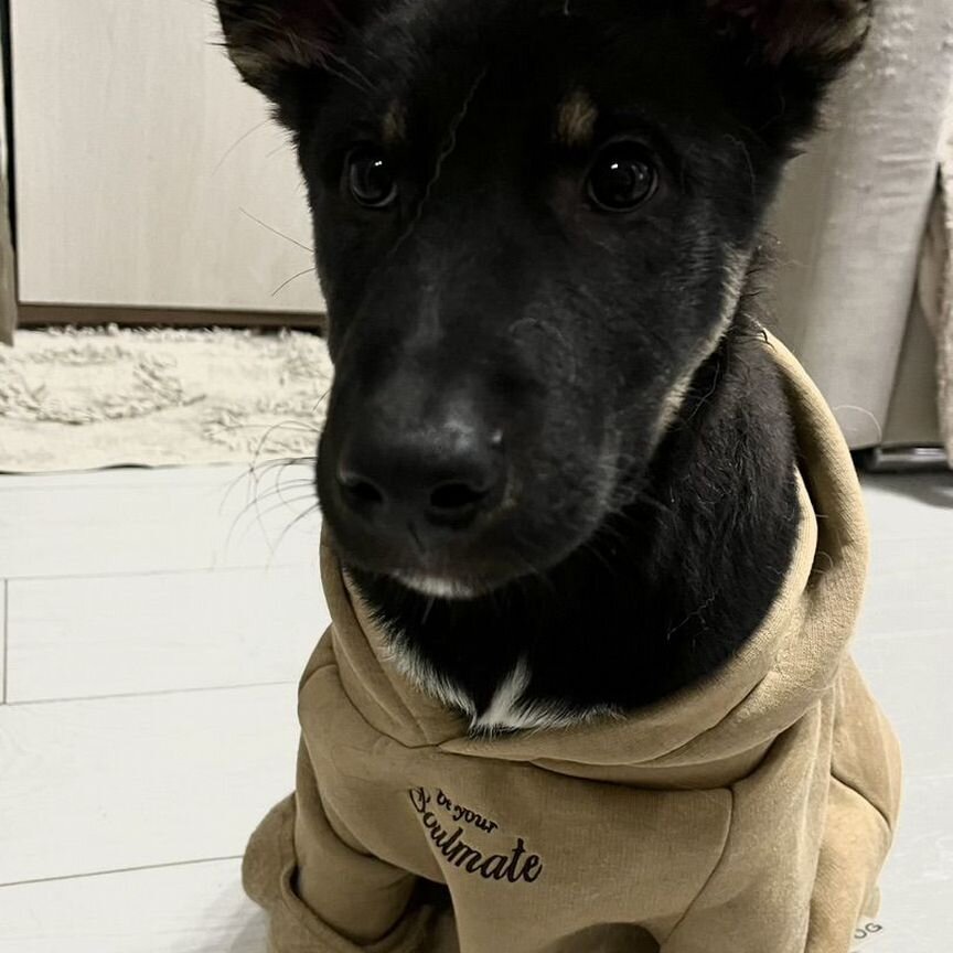 Щенок в добрые руки бесплатно