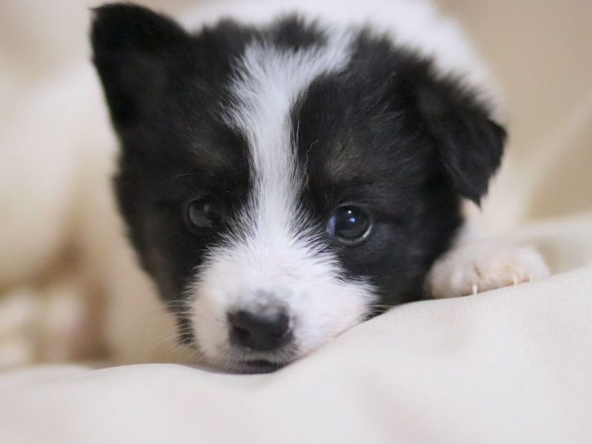 Руна ищет дом