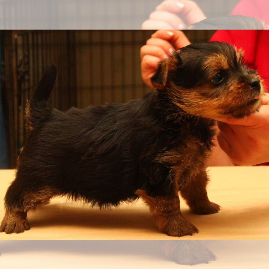 Мальчики норвич терьер