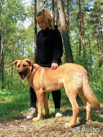 Малыш. Молодой пёс. Бесплатно