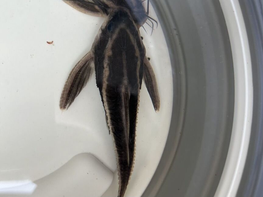 Сомы Платидорасы