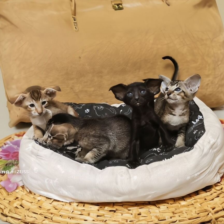 Ориентальный котёнок