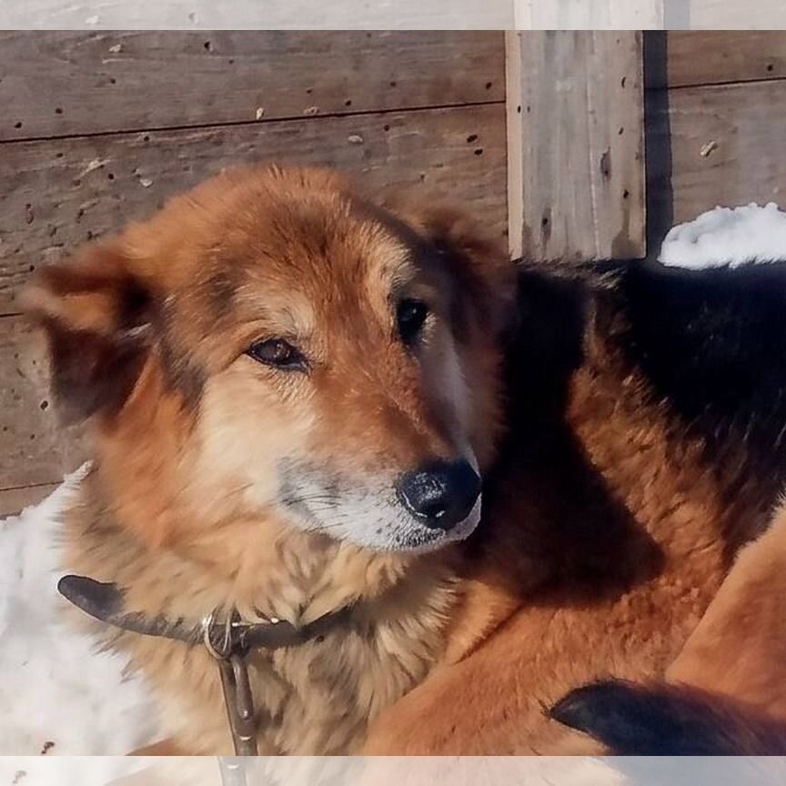 Взрослый пёс в добрые руки