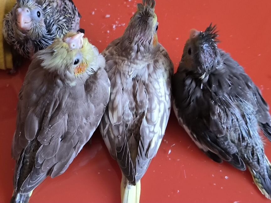 Птенцы домашние Карелла 1 месяц