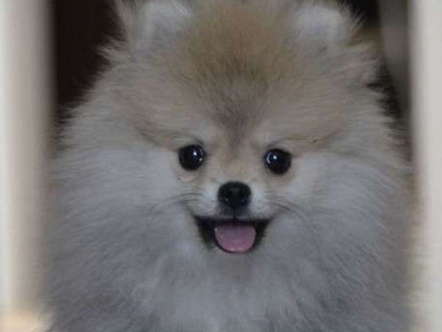 Померанский шпиц Дев