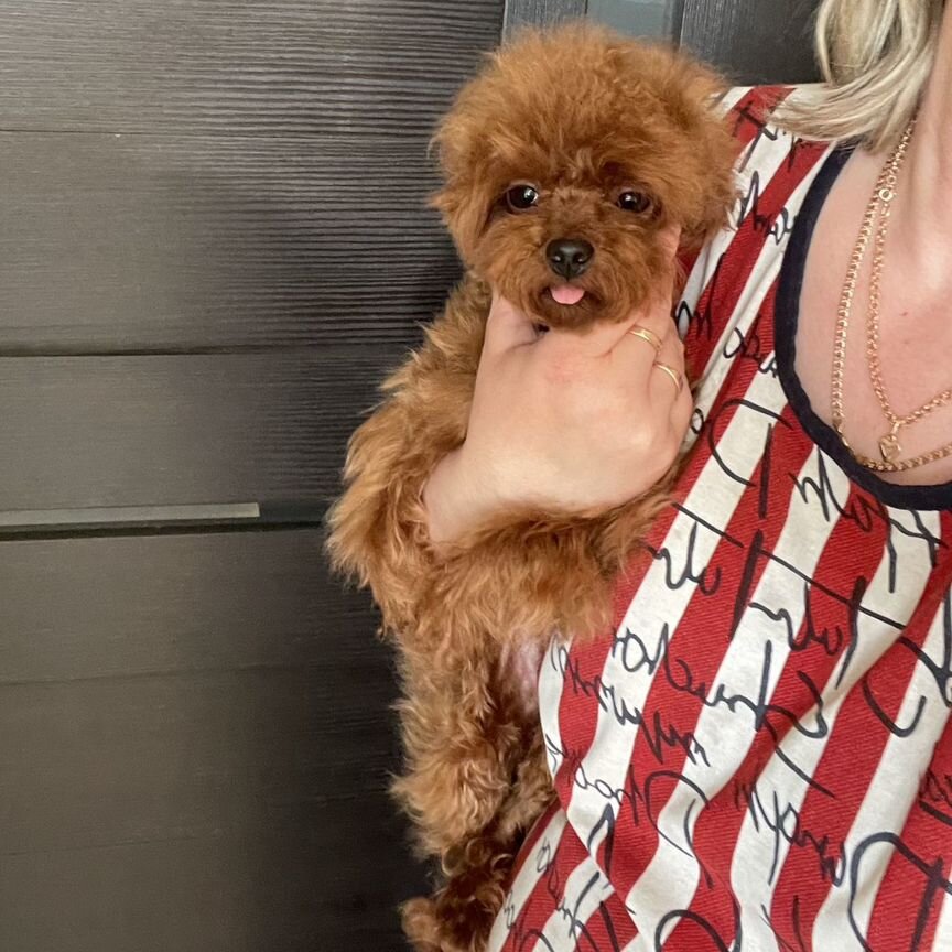 Той-пудель, взрослый пёс