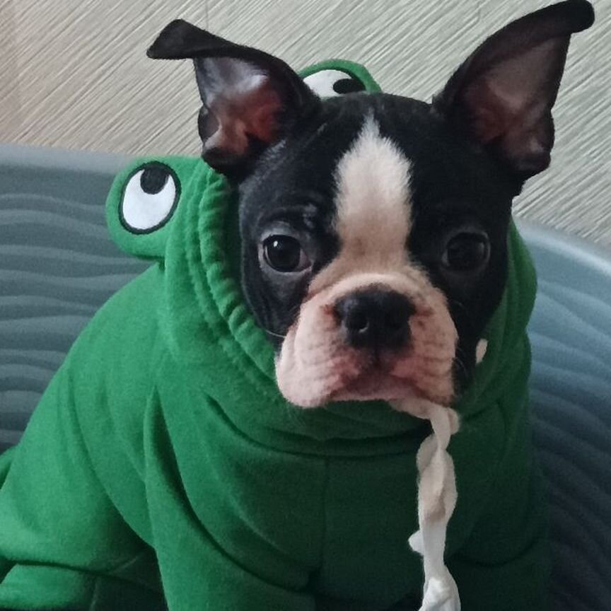 Бостон-терьер, щенок