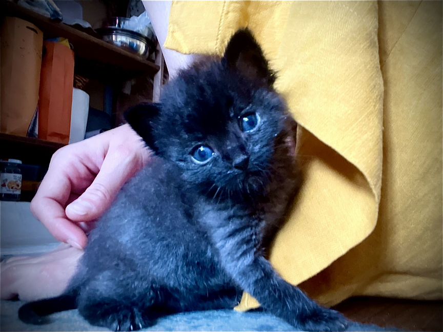Кошка