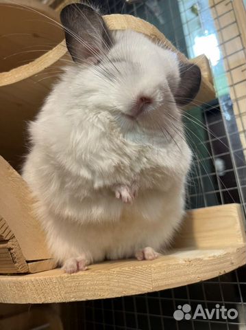 Шиншилла Породистая Белая Ангора