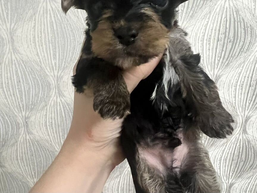 Щенок Йоркширский терьер