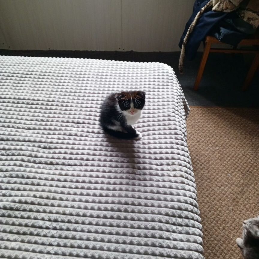 Ищем заботливых родителей