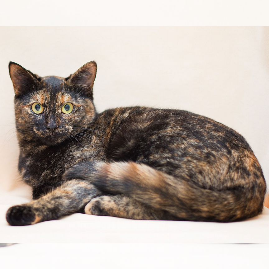 Взрослая, кошка в добрые руки