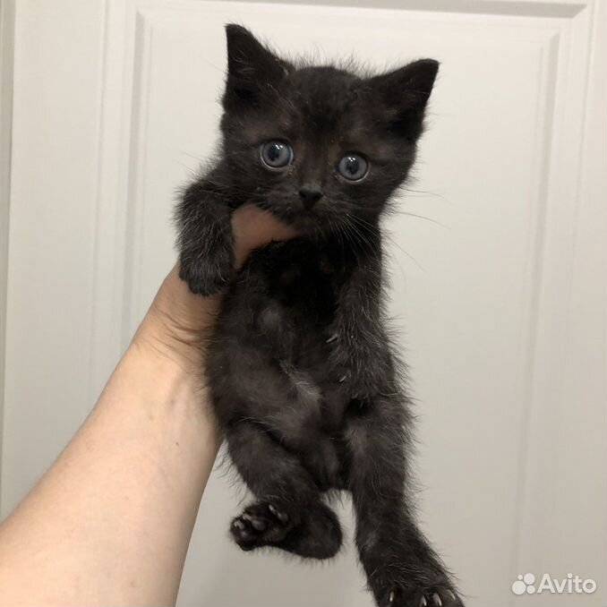 Крохотный черный котенок мальчик в дар ищет дом