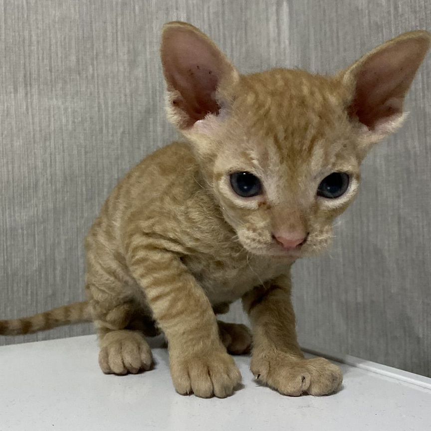 Донской сфинкс котёнок