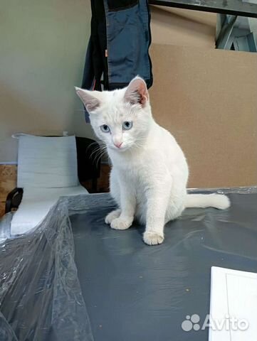 Ангорская кошка