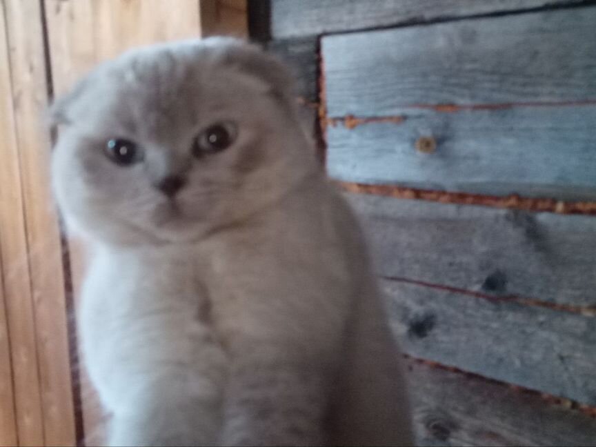 Сиамская вислоухая кошка