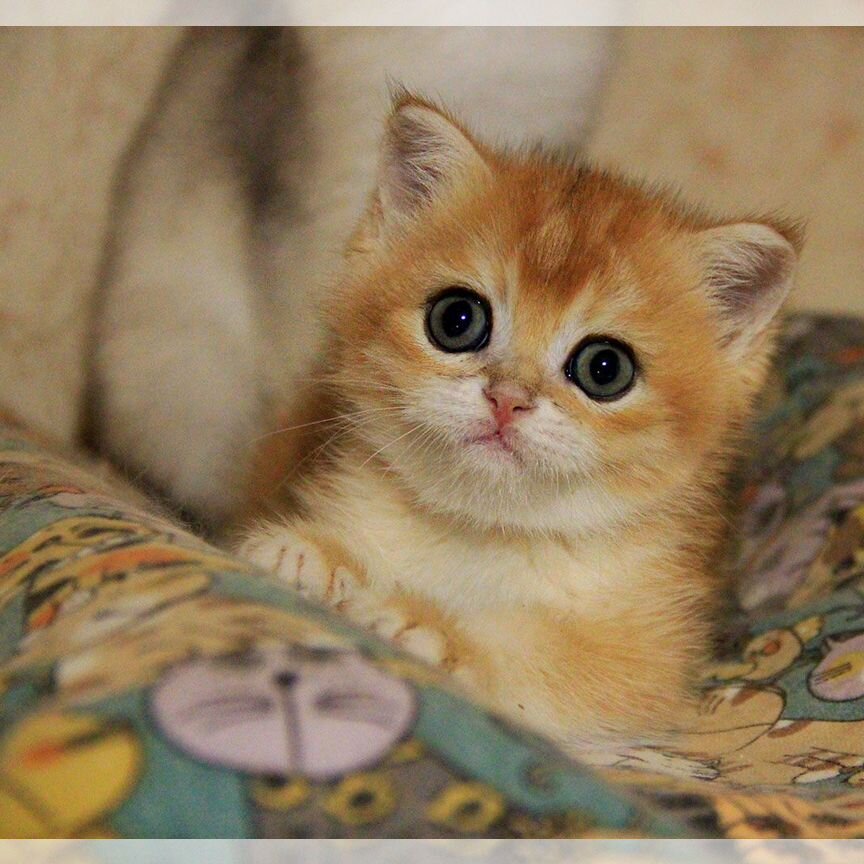 Лютик - котик золотистая шиншилла